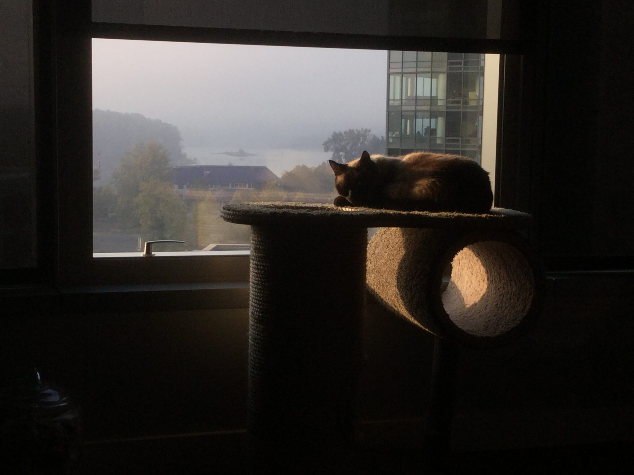 Introduction – Anne Boerner